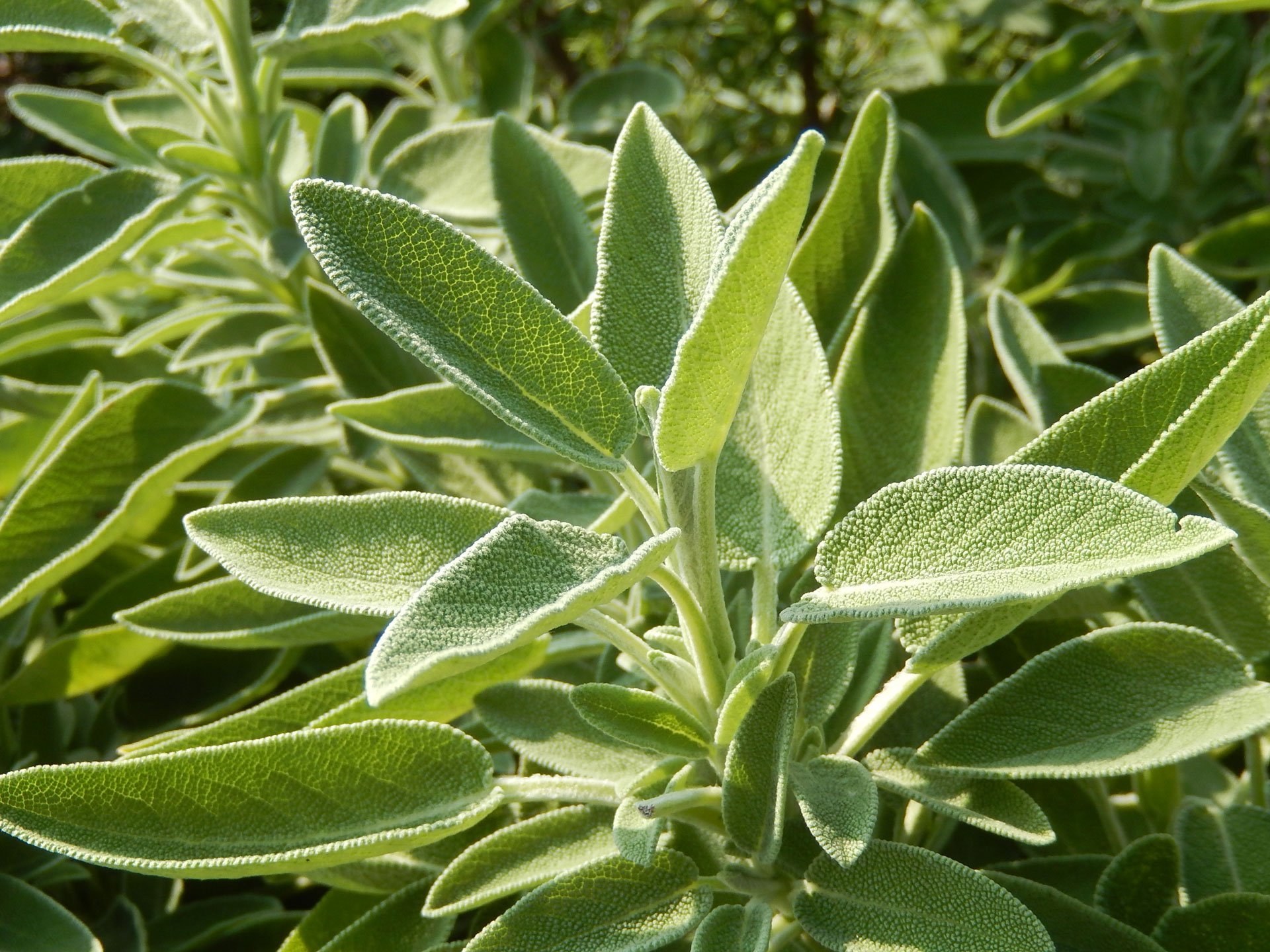 Sage: history of a virtuous evergreen plant - Wilden Herbals - Share ...